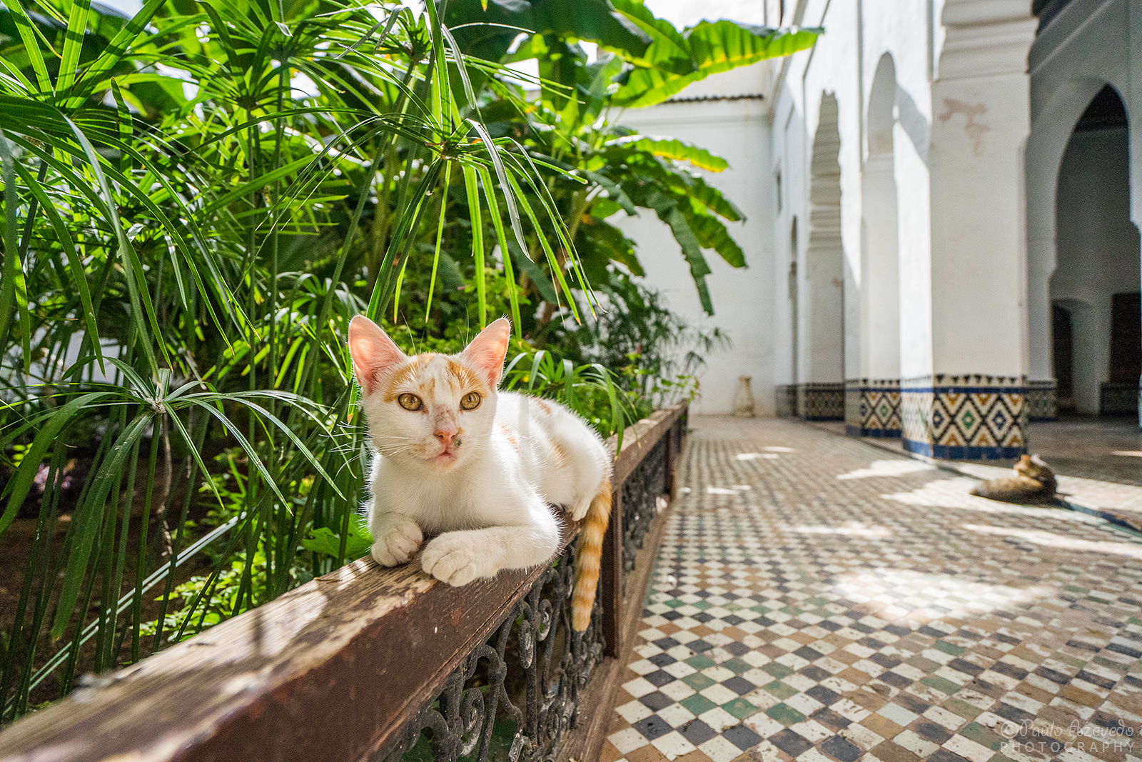Os gatos de Marrocos - Viagens à Solta