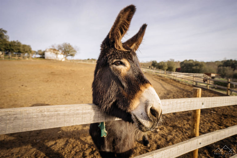 Roteiro de um fim-de-semana em Miranda do Douro