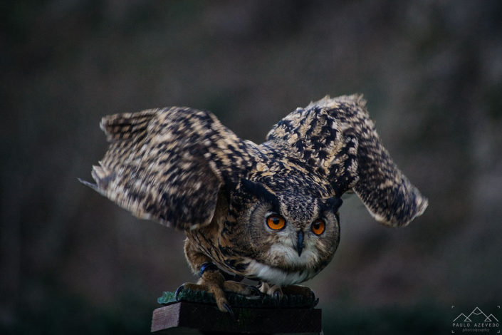 Roteiro de um fim-de-semana em Miranda do Douro
