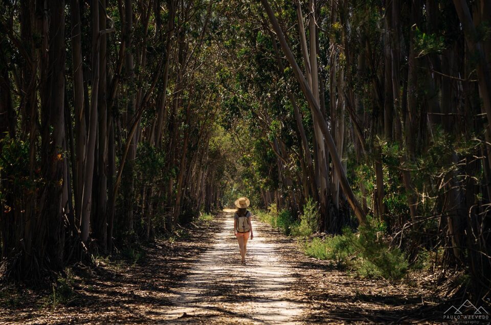 Guia para visitar as Lagoas de Santo André e da Sancha