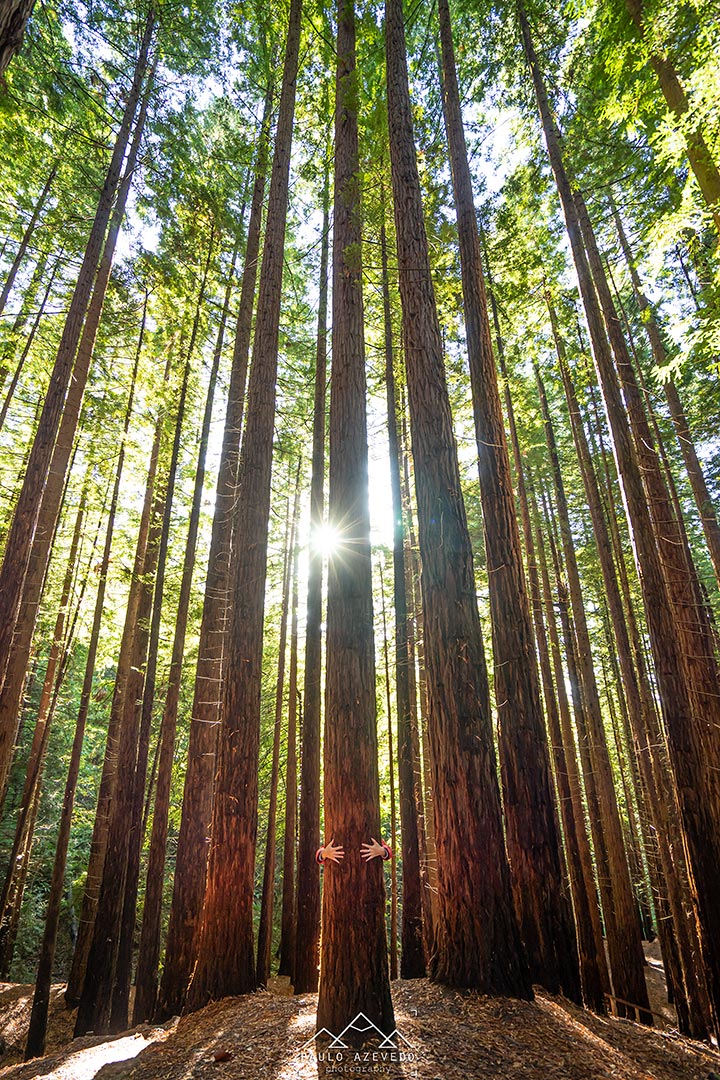 Um bosque de sequoias em Espanha - Viagens à Solta